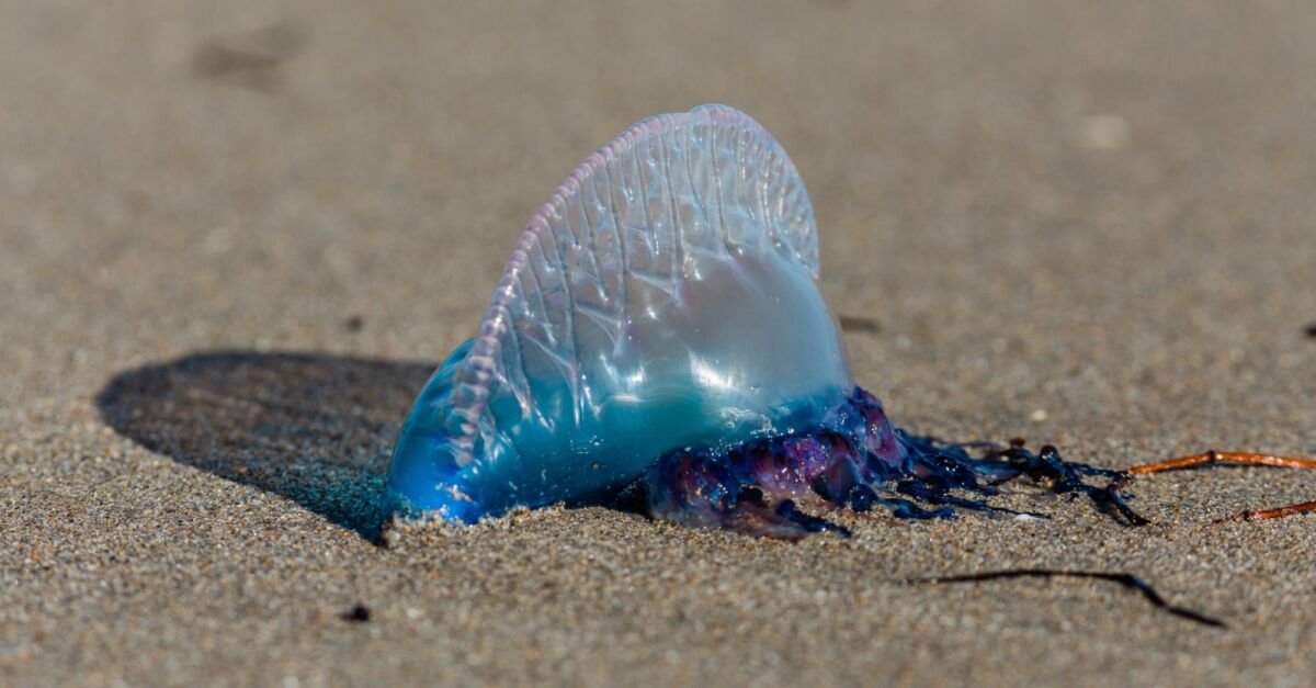 Bluebottle Jellyfish Stings – Symptoms, Treatment & First Aid | Allens ...