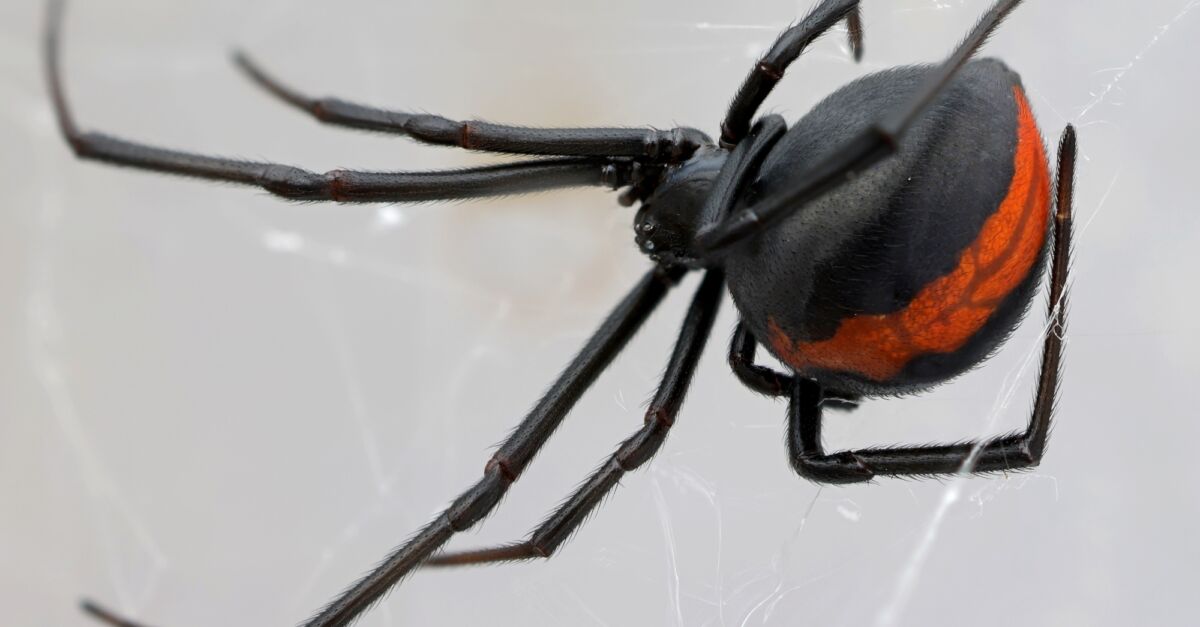 Understanding Spider Bites in Australia | Allens Training